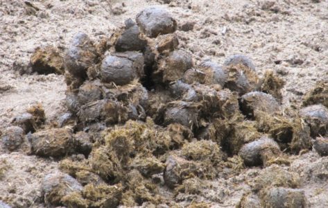 manure | More Than A Sunday Faith